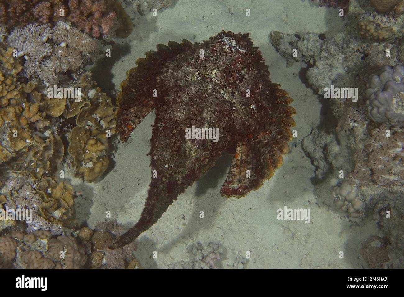 Reef stonefish (Synanceia verrucosa) at night. Dive site Shaab Mahmoud ...