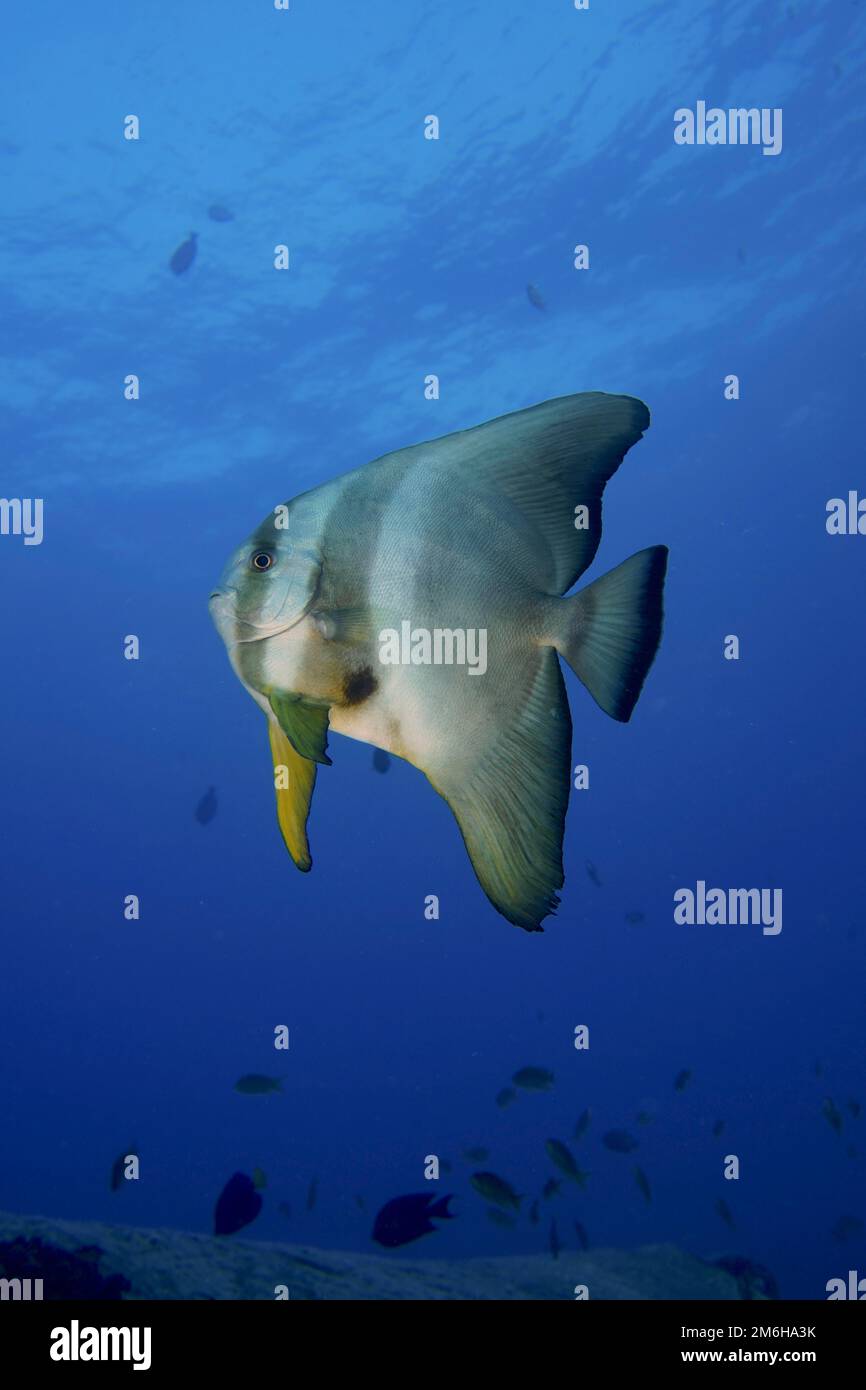 Orbicular batfish (Platax orbicularis) juvenile. Dive site Thistlegorm ...