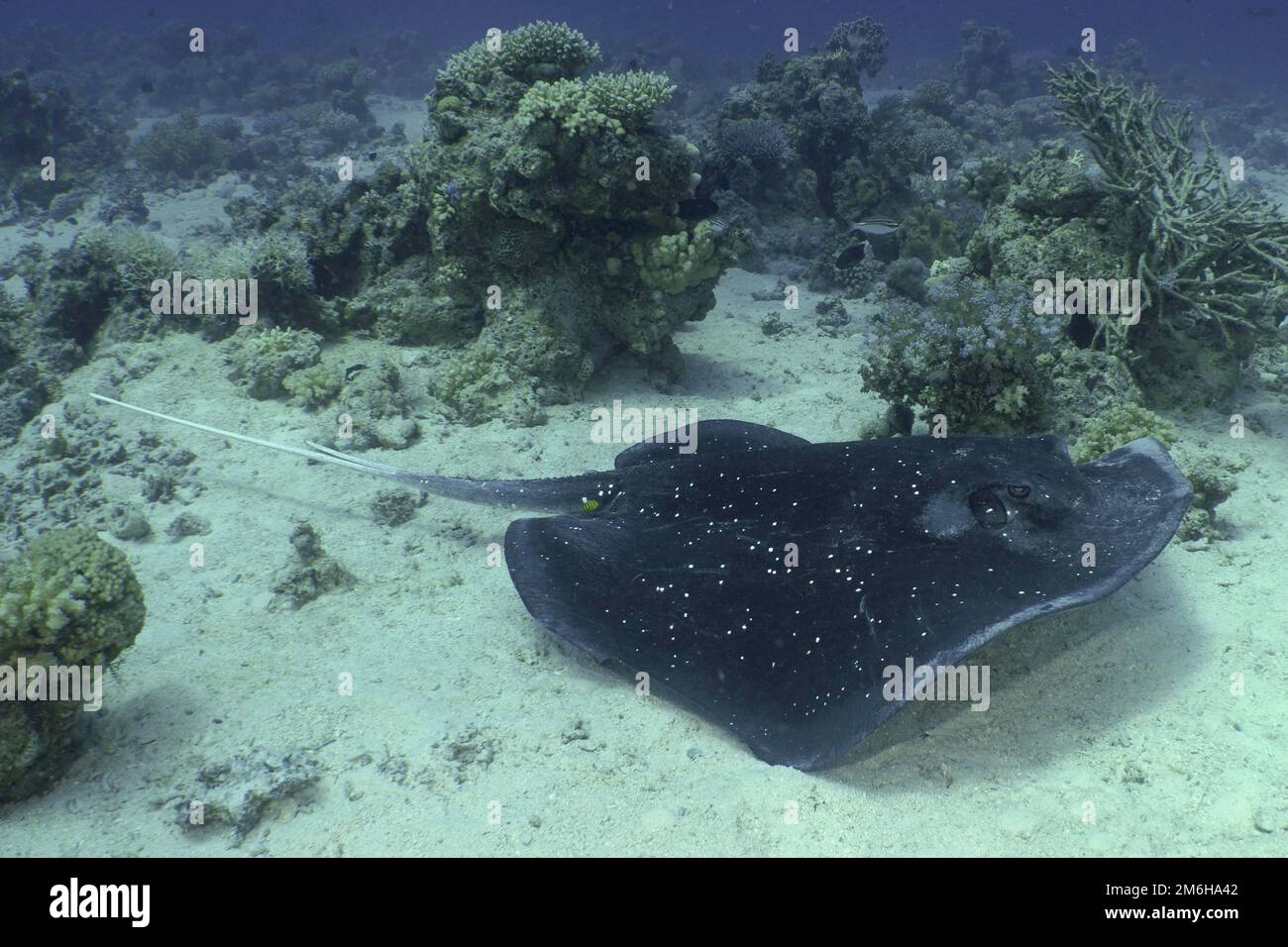 Blackspotted stingray (Taeniura meyeni) on the seabed. Dive site Shaab ...