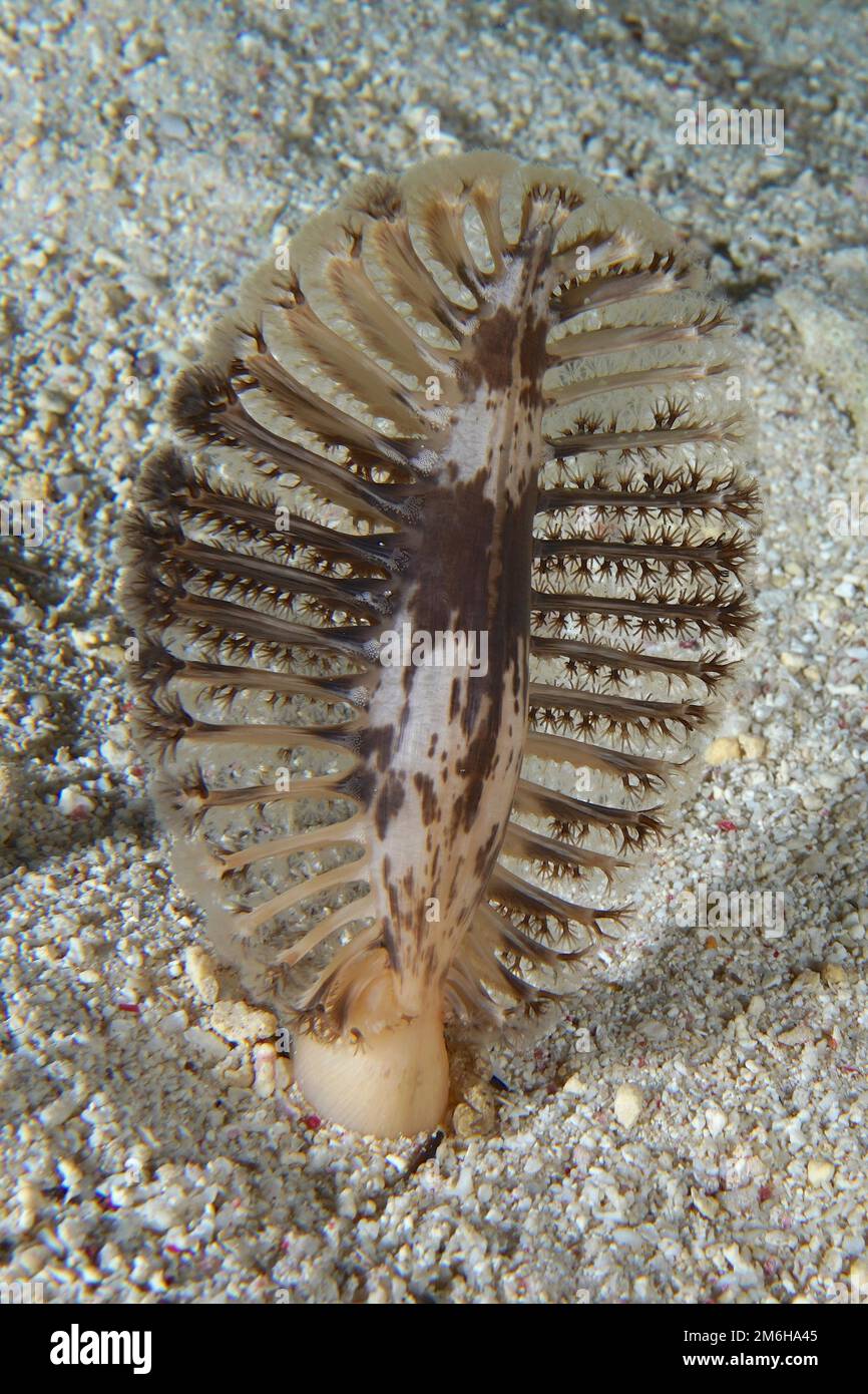 The dark sea feather (Pteroeides) can only be seen at night. Dive site ...