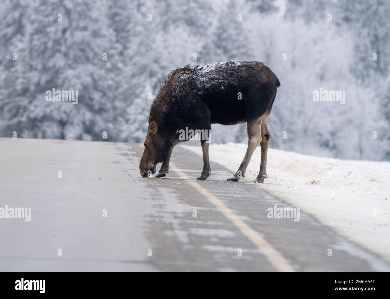 Winter Moose Manitoba Stock Photo - Alamy