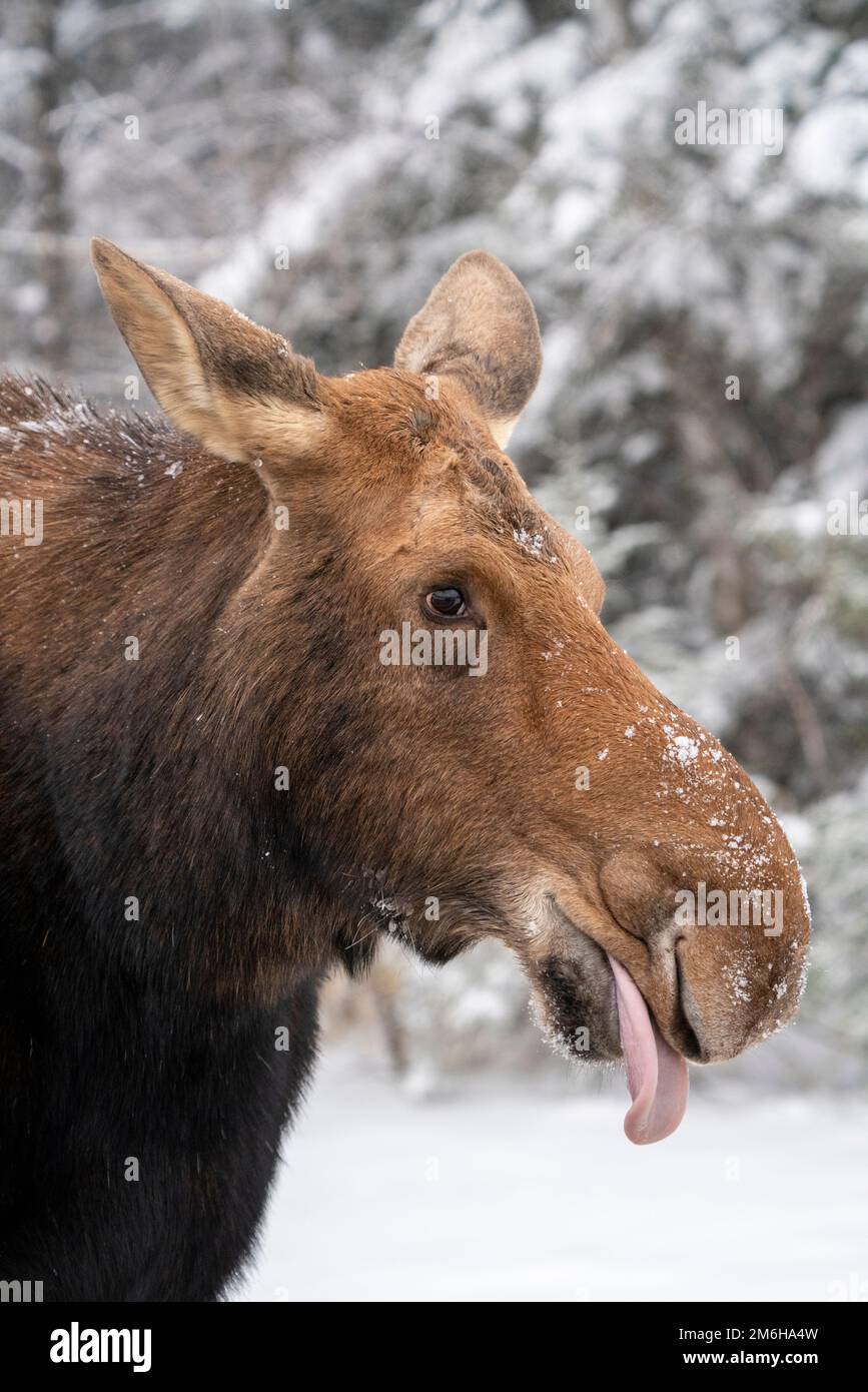 Moose animals hi-res stock photography and images - Alamy