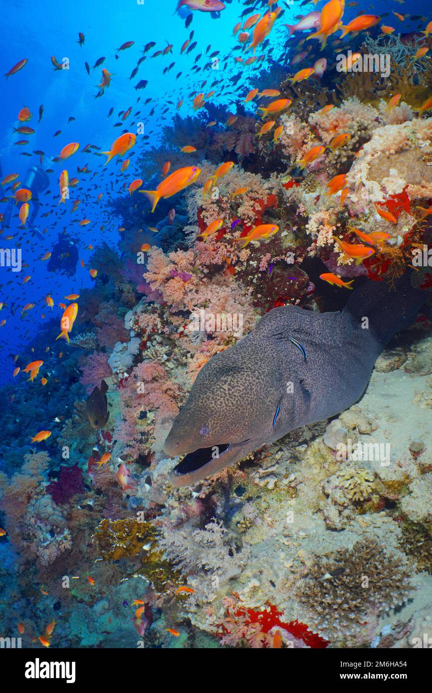 Giant Moray (Gymnothorax javanicus) moray with a shoal of sea goldie ...