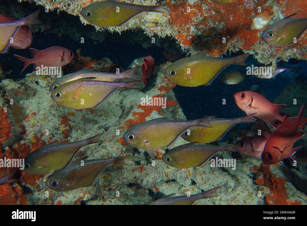 Shoal of Black-edged Hatchetfish (Pempheris vanicolensis) Fisc. Dive ...