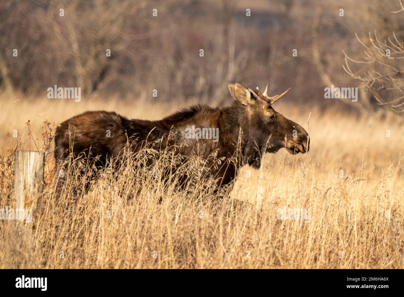 Prairie moose hi-res stock photography and images - Alamy