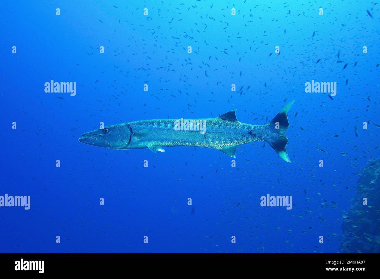 Large great barracuda (Sphyraena barracuda) . Dive site Little Brother ...