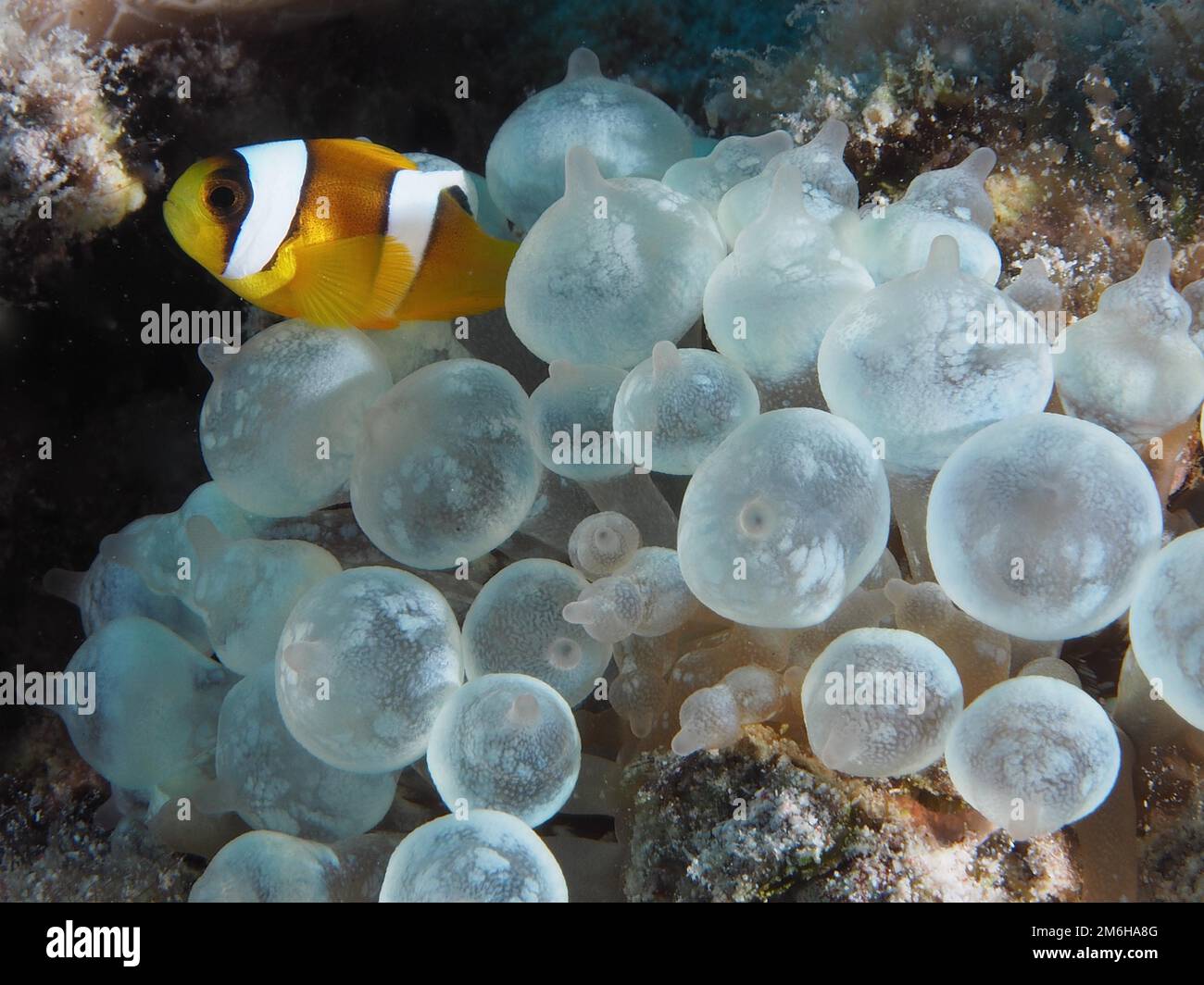Bubble-tip anemone (Entacmaea quadricolor) with juvenile red sea ...