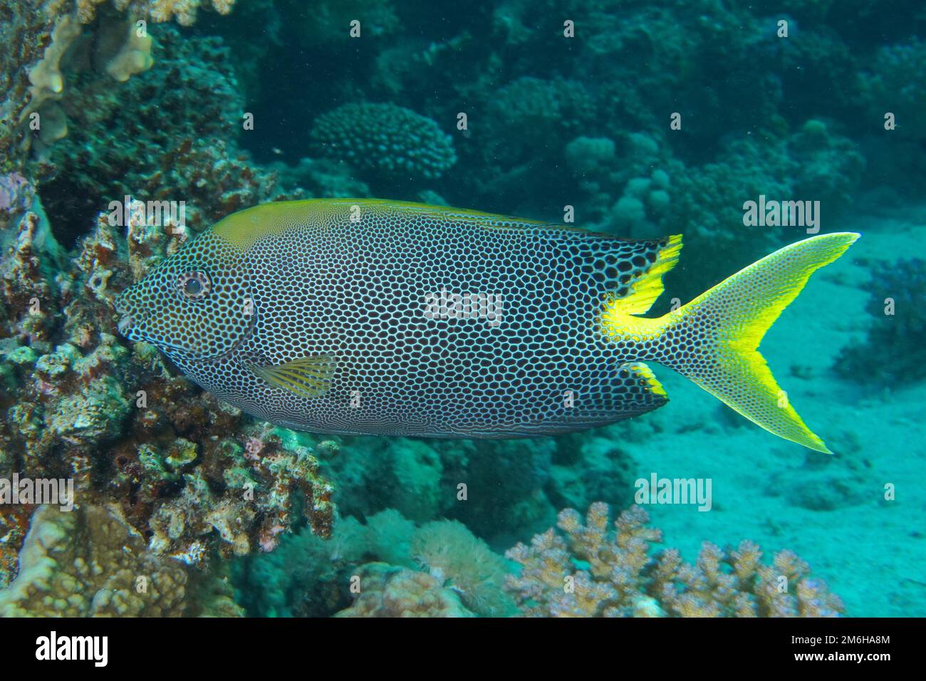 Spotted rabbitfish (Siganus stellatus laqueus) Fish. Dive site Mangrove ...