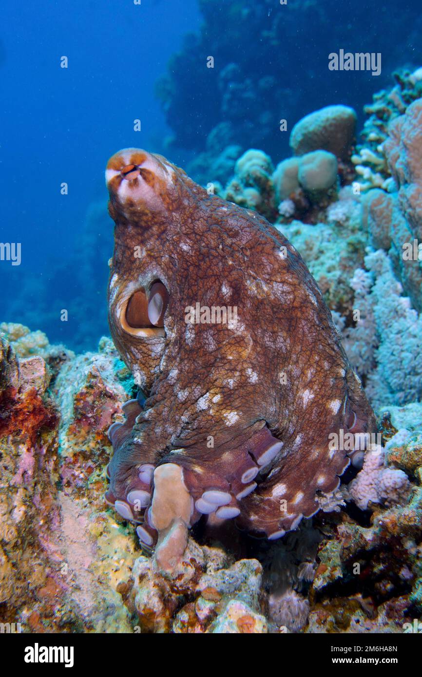 Large blue octopus (Octopus cyaneus) among stony corals. Dive site Erg ...