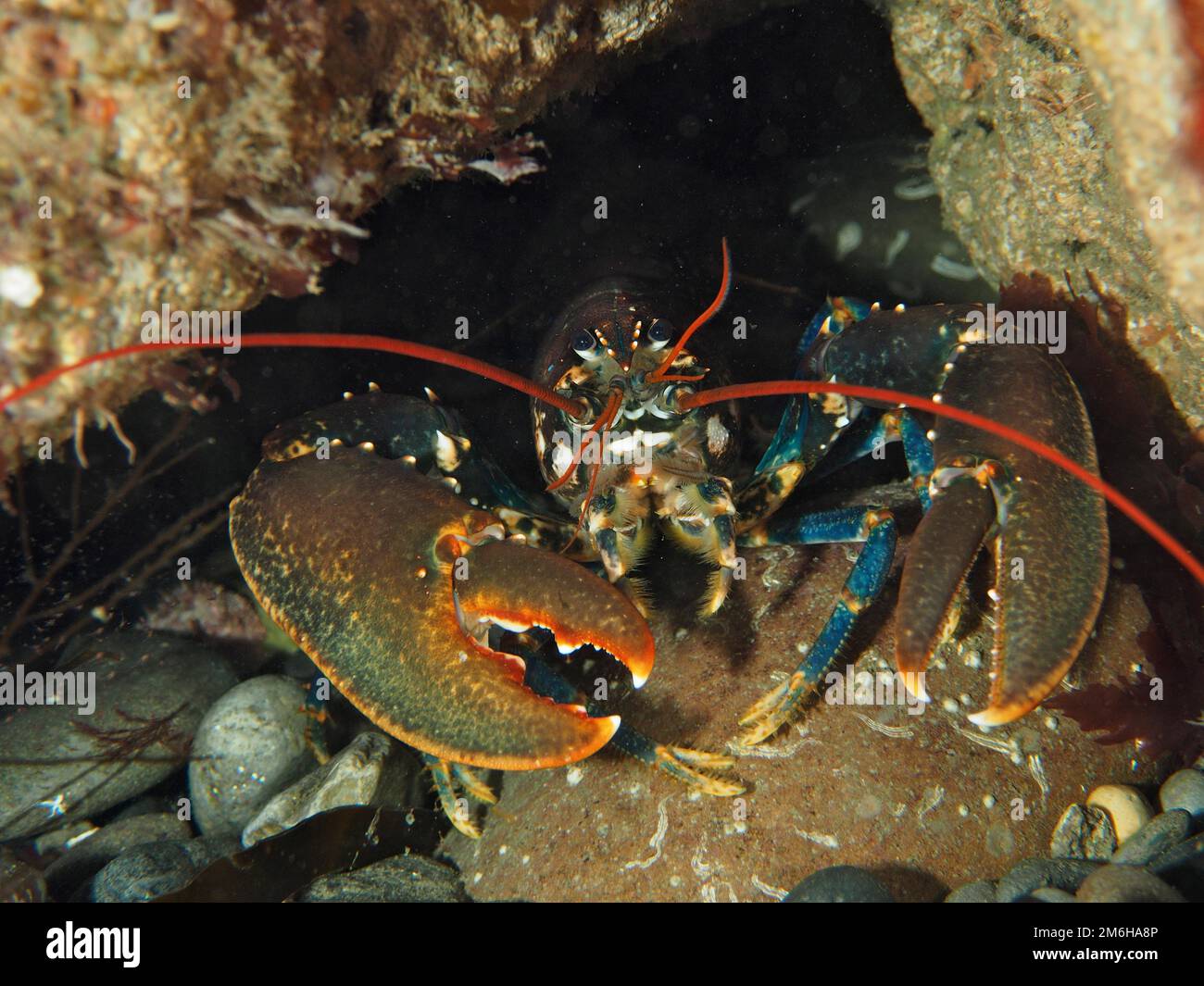 Common lobster (Homarus gammarus) . Dive site Maharees Islands ...