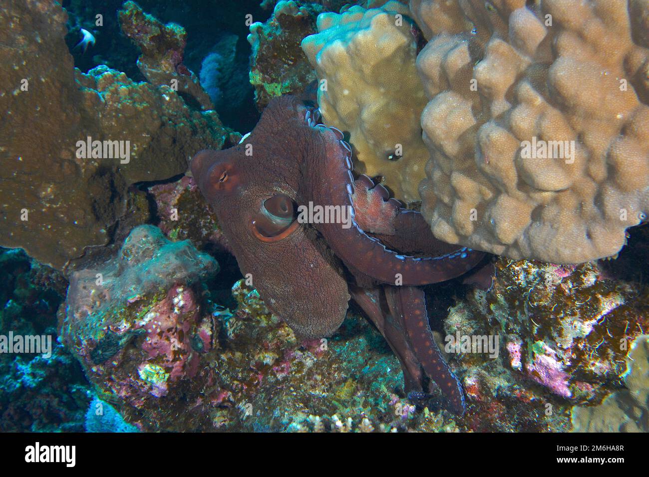 Large blue octopus (Octopus cyaneus) among stony corals. Dive site Erg ...