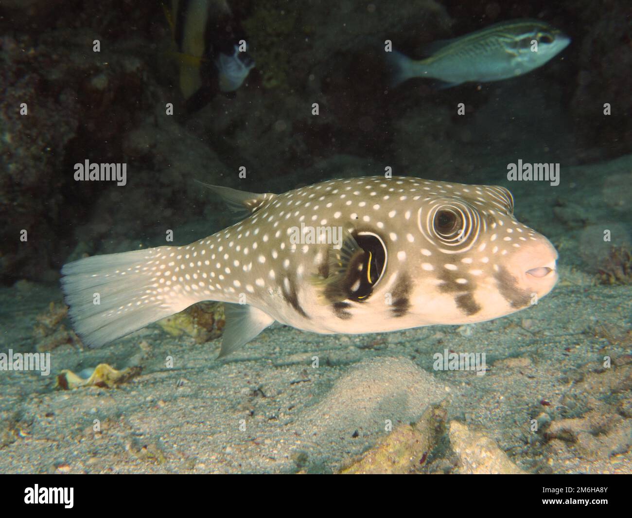White-spotted puffer (Arothron Hispidus) . Dive site Mangrove Bay, El ...