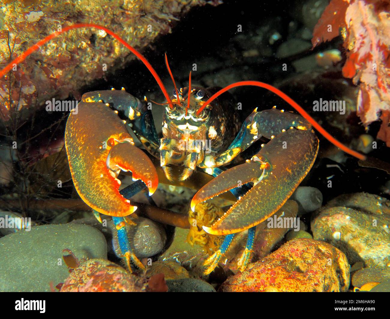 Common lobster (Homarus gammarus) . Dive site Maharees Islands ...