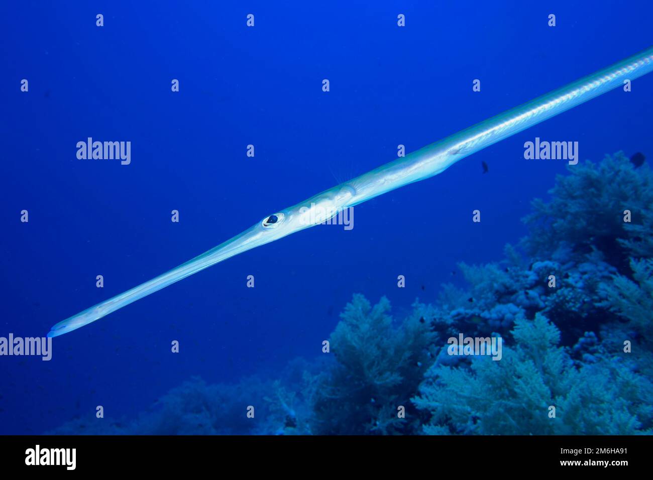 Bluespotted cornetfish (Fistularia commersonii) over soft corals. Dive ...