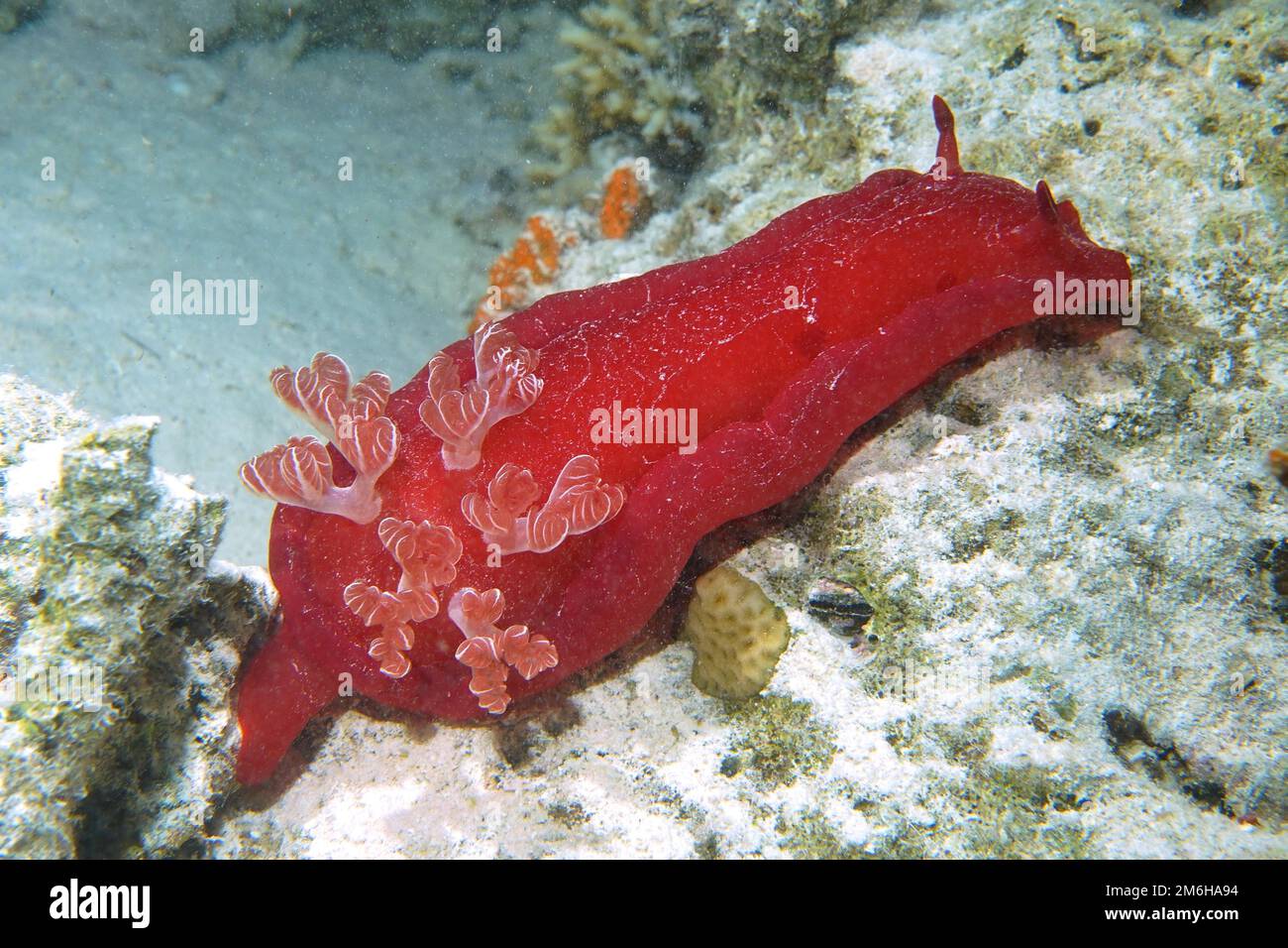Spanish dancer (Hexabranchus sanguineus) . Dive site Shaab El Erg ...