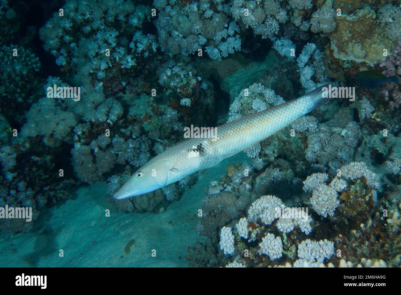 Cigar wrasse (Cheilio inermis) . Dive site Mangrove Bay, El Quesir ...