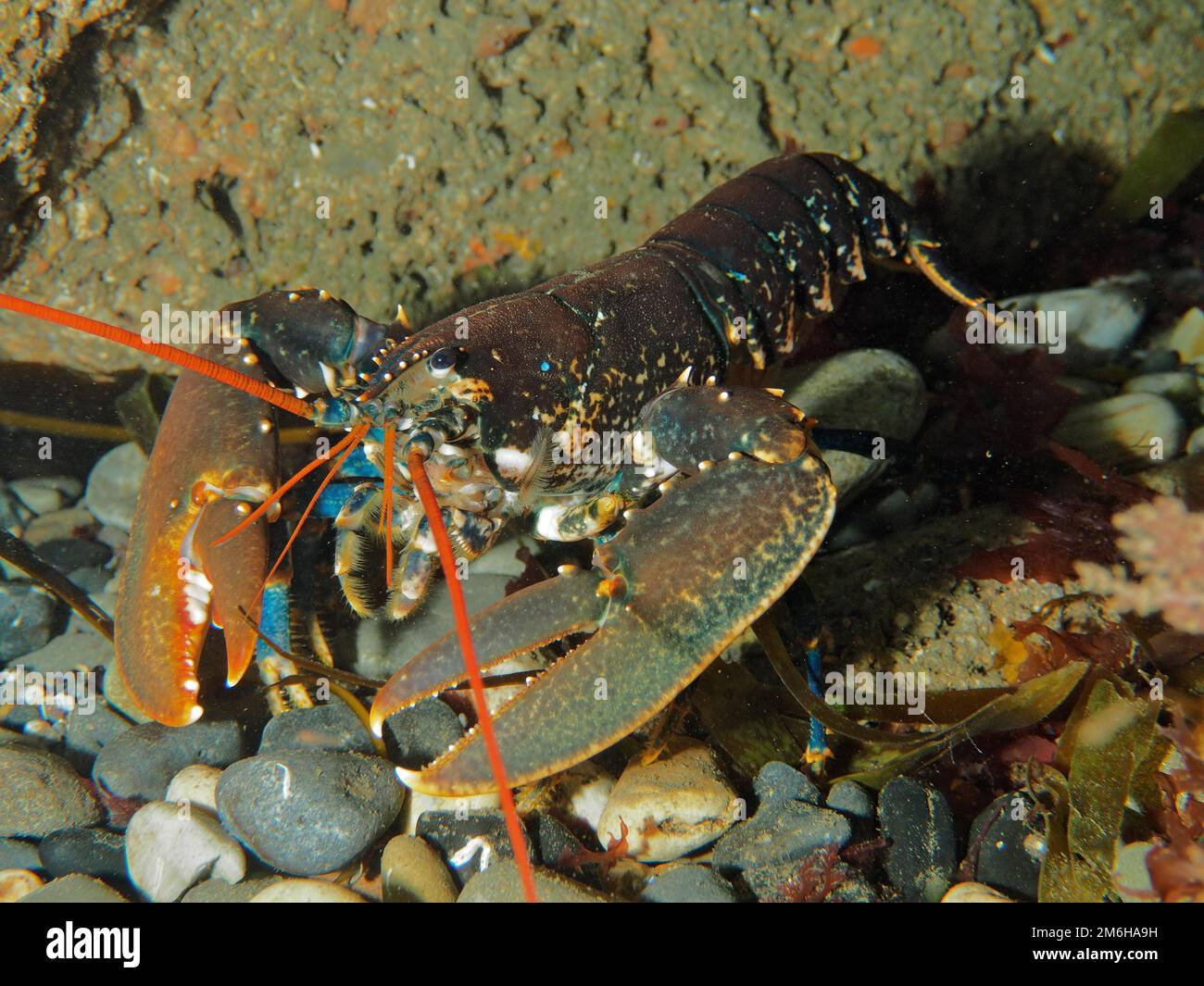 Common lobster (Homarus gammarus) . Dive site Maharees Islands, Castlegregory, Co. Kerry, Irish ...
