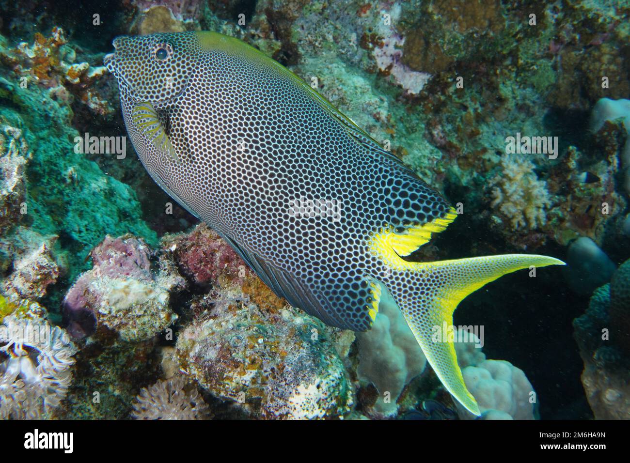 Spotted rabbitfish (Siganus stellatus laqueus) Fish. Dive site Mangrove ...