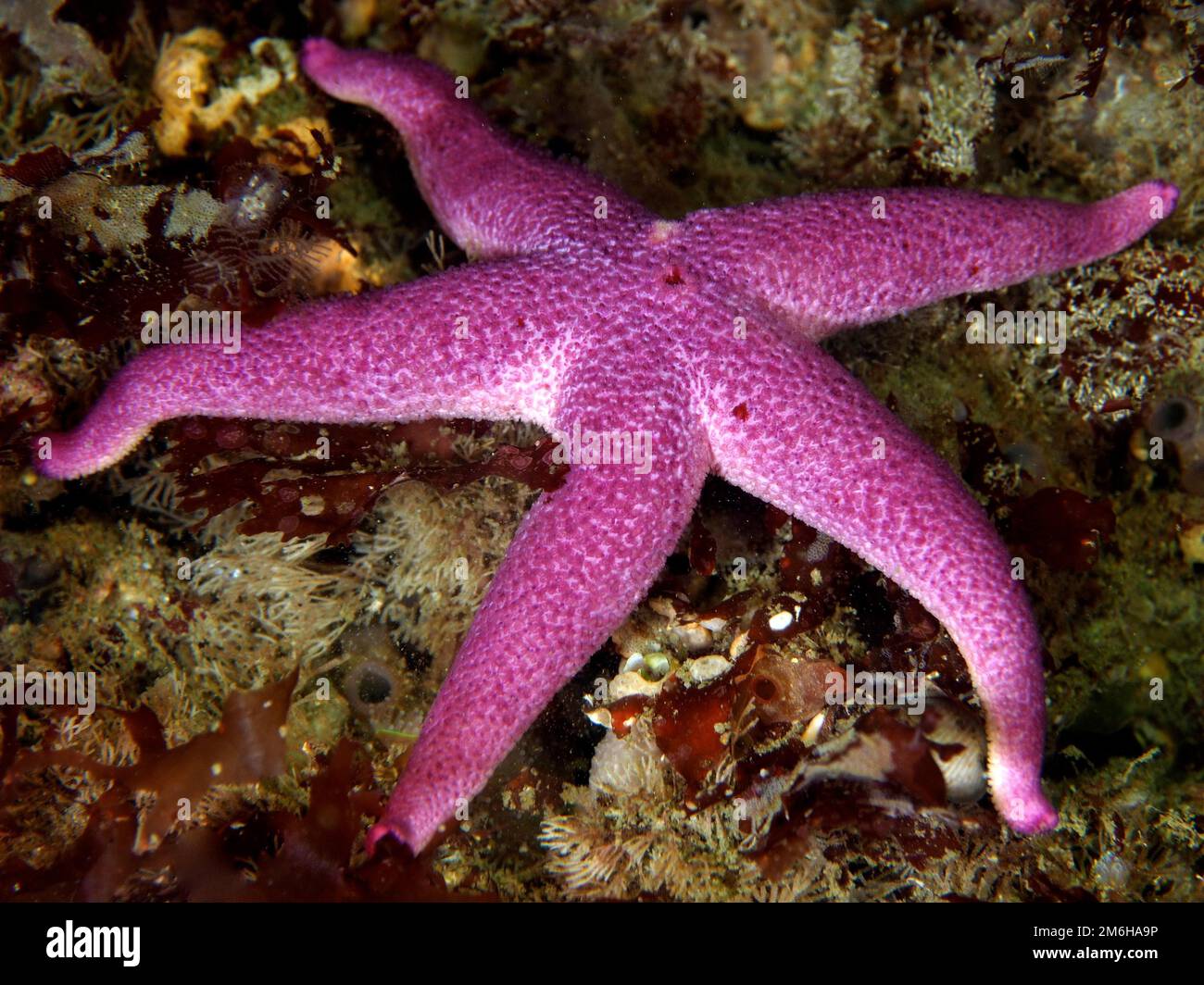 Bloody Henry Starfish (Henricia) . Dive site Maharees Islands ...
