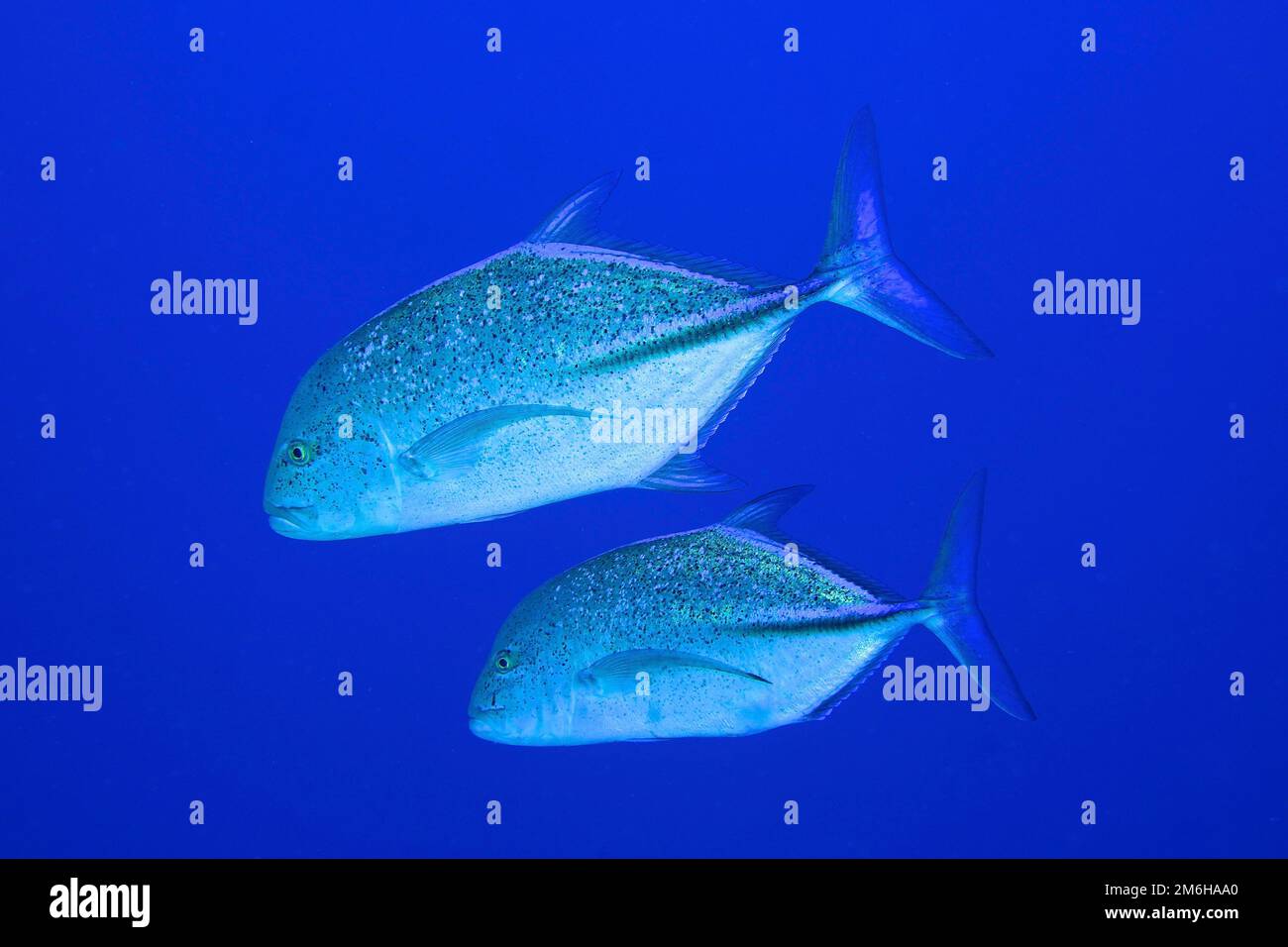 Two bluefin trevallies (Caranx melampygus) on the prowl. Solid blue ...
