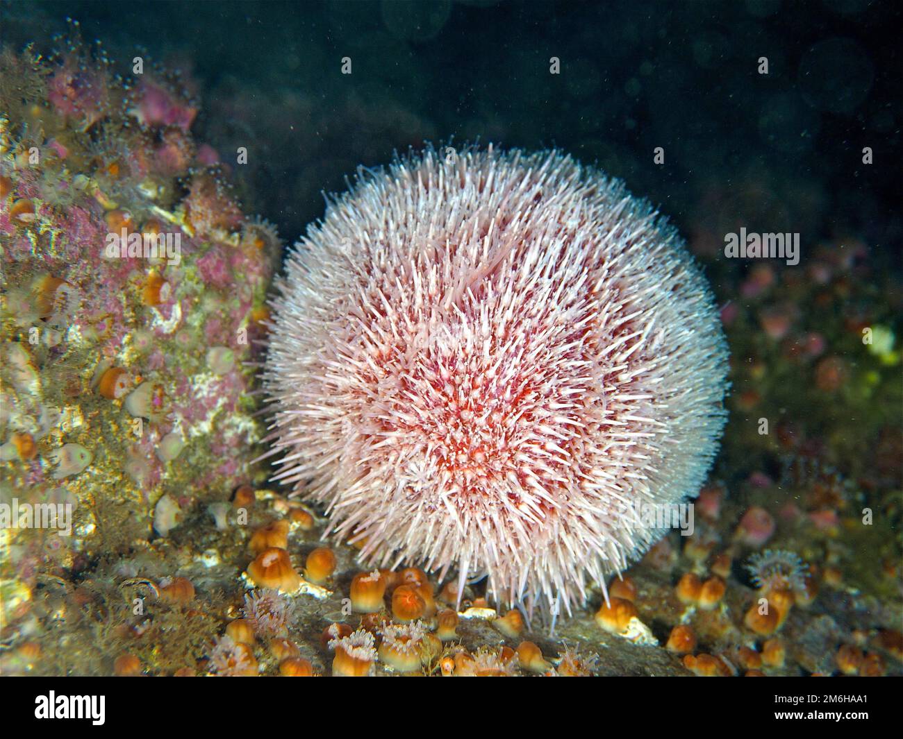 European edible sea urchin (Echinus esculentus) . Mullaghmore Dive Site ...