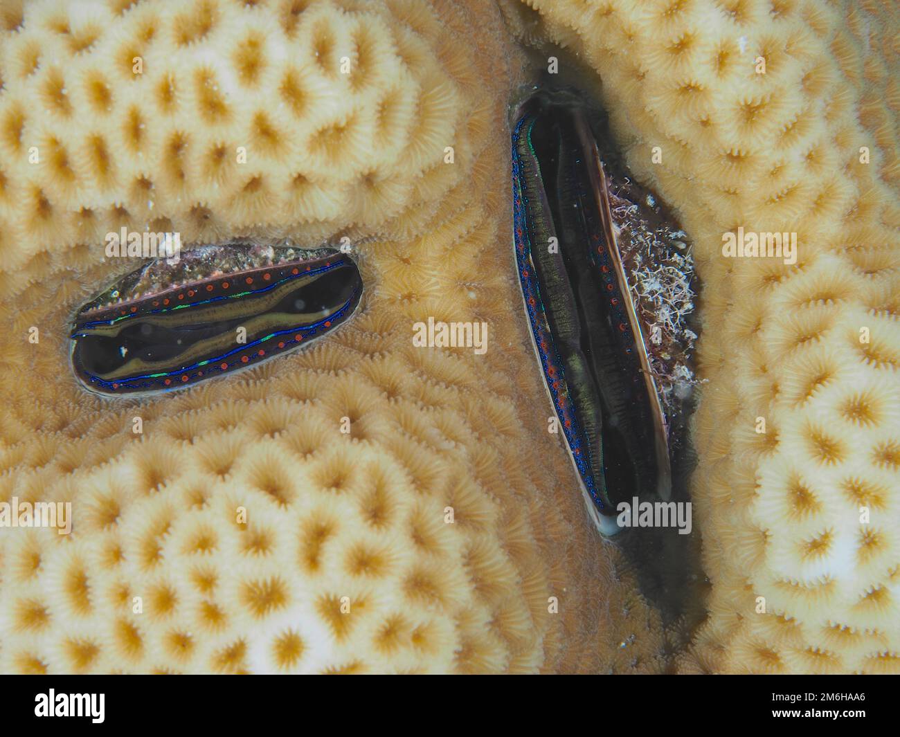 Two coral comb mussels (Pedum spondyloideum) in a stony coral. Dive ...