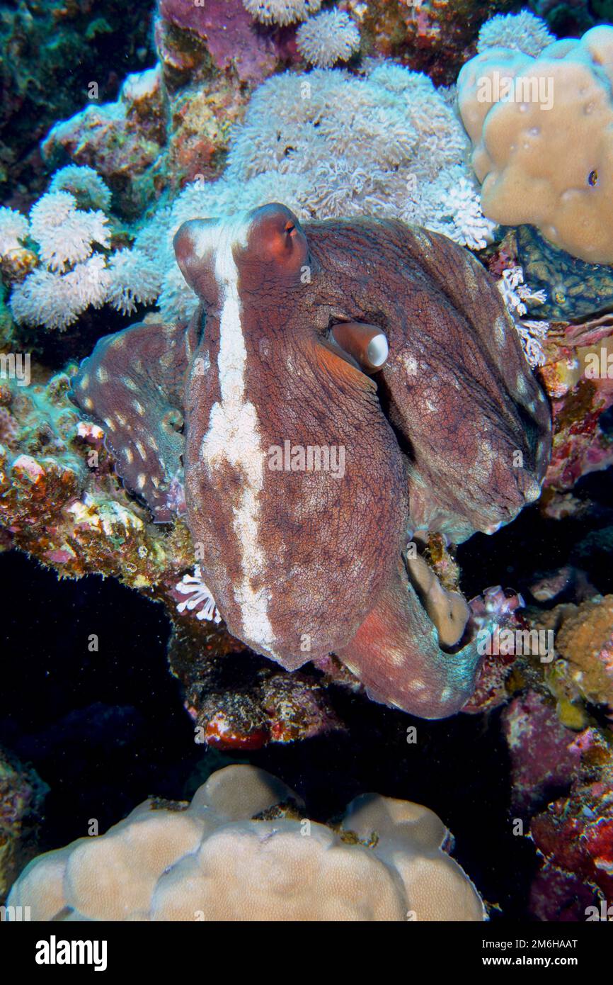 Large blue octopus (Octopus cyaneus) among stony corals. Dive site Erg ...