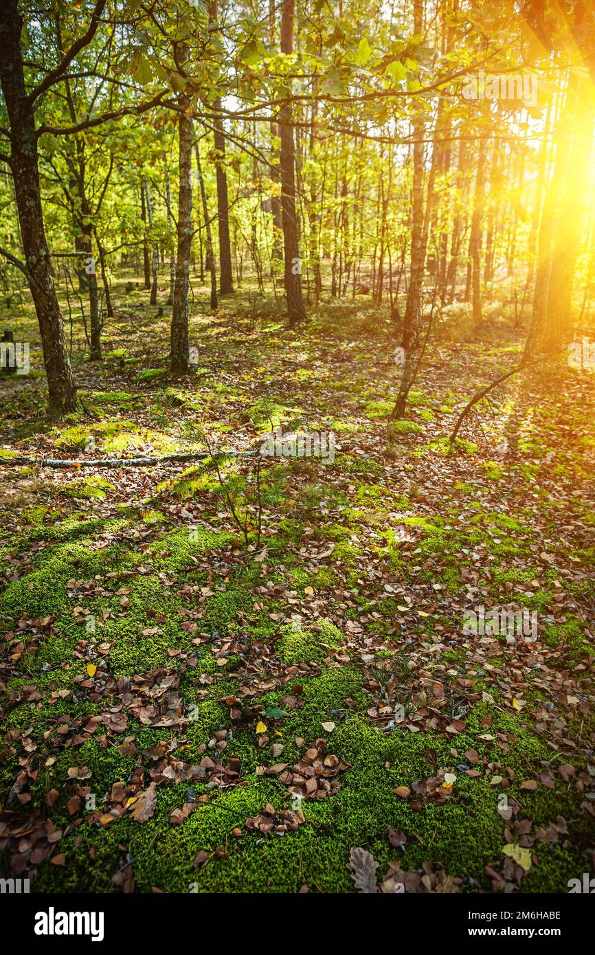 Sunlight through forest trees nature concept Stock Photo - Alamy