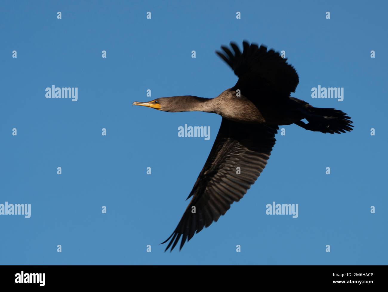 Cormorants in flight hi-res stock photography and images - Alamy