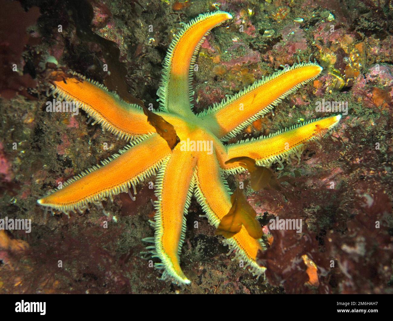 Seven-armed starfish (Luidia ciliaris) . Dingle Peninsula Dive Site, Co ...