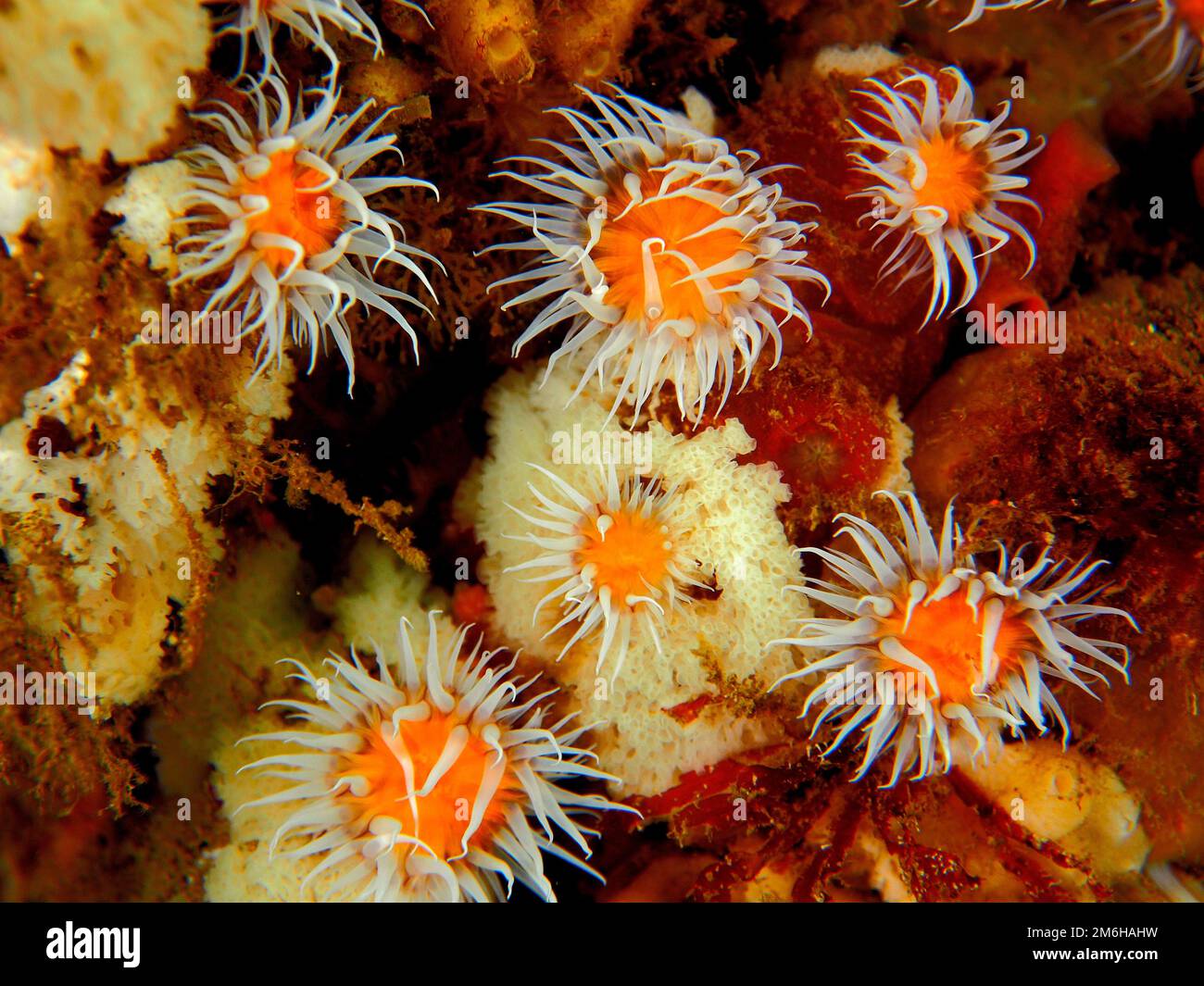 Mirror jelly anemones (Actinothoe sphyrodeta) Sea anemones. Dive site ...