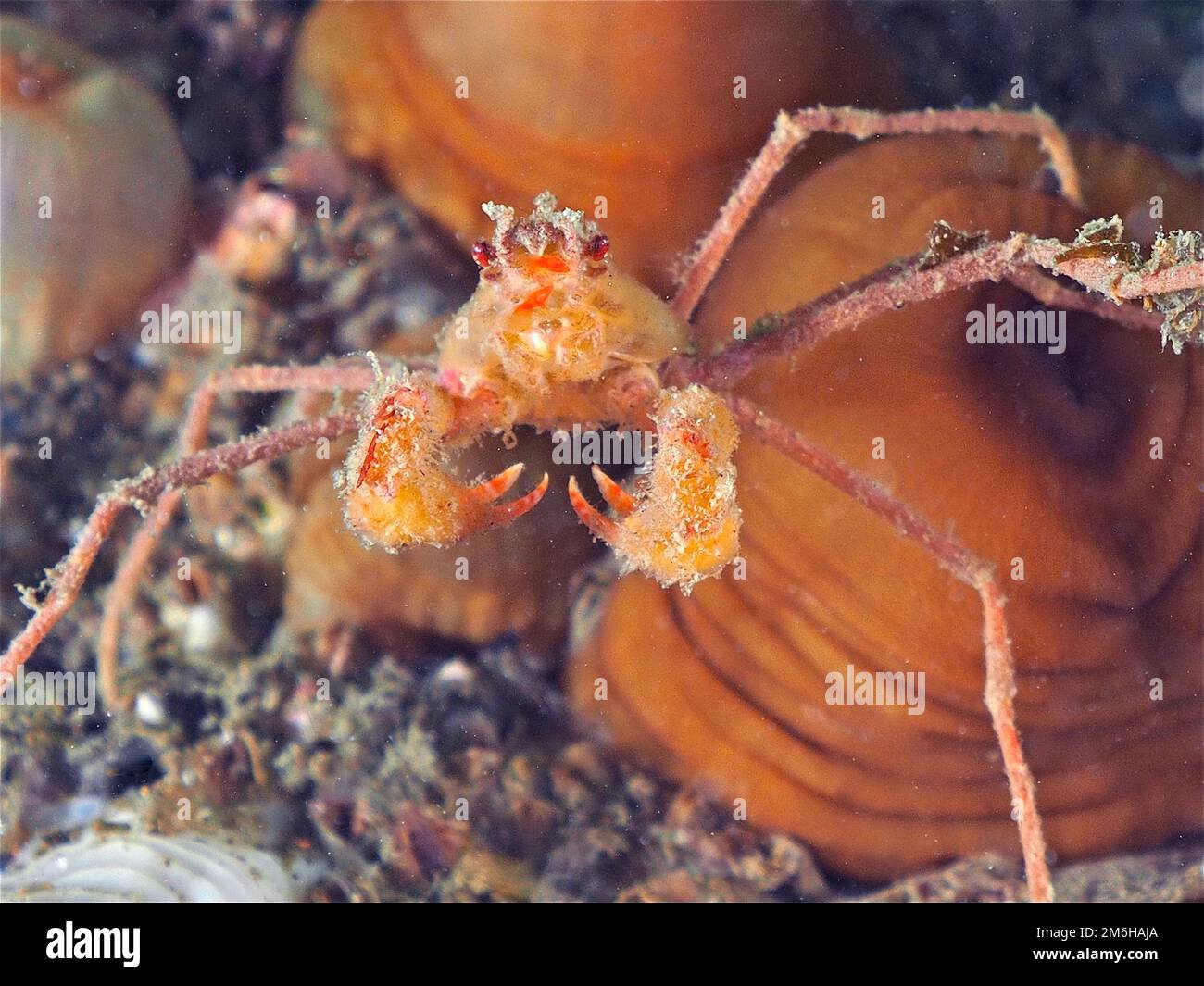 Scorpion Sea Spider (Inachus) Sea Spider, Rinvyle Dive Site, Co. Galway ...