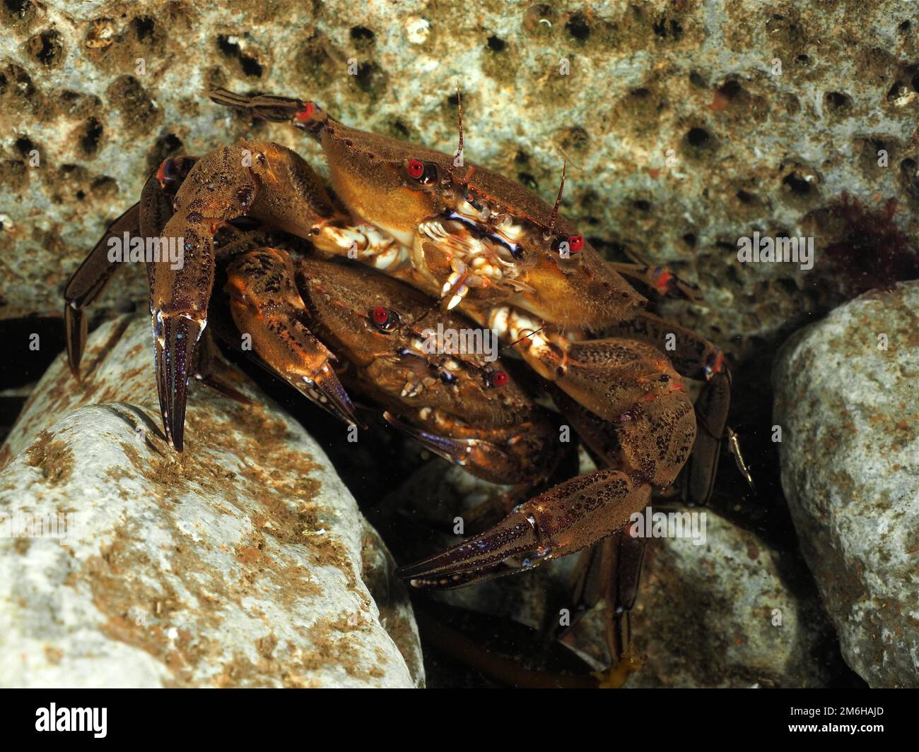 Pair of velvet crab (Necora puber) . Dive site Maharees Islands ...