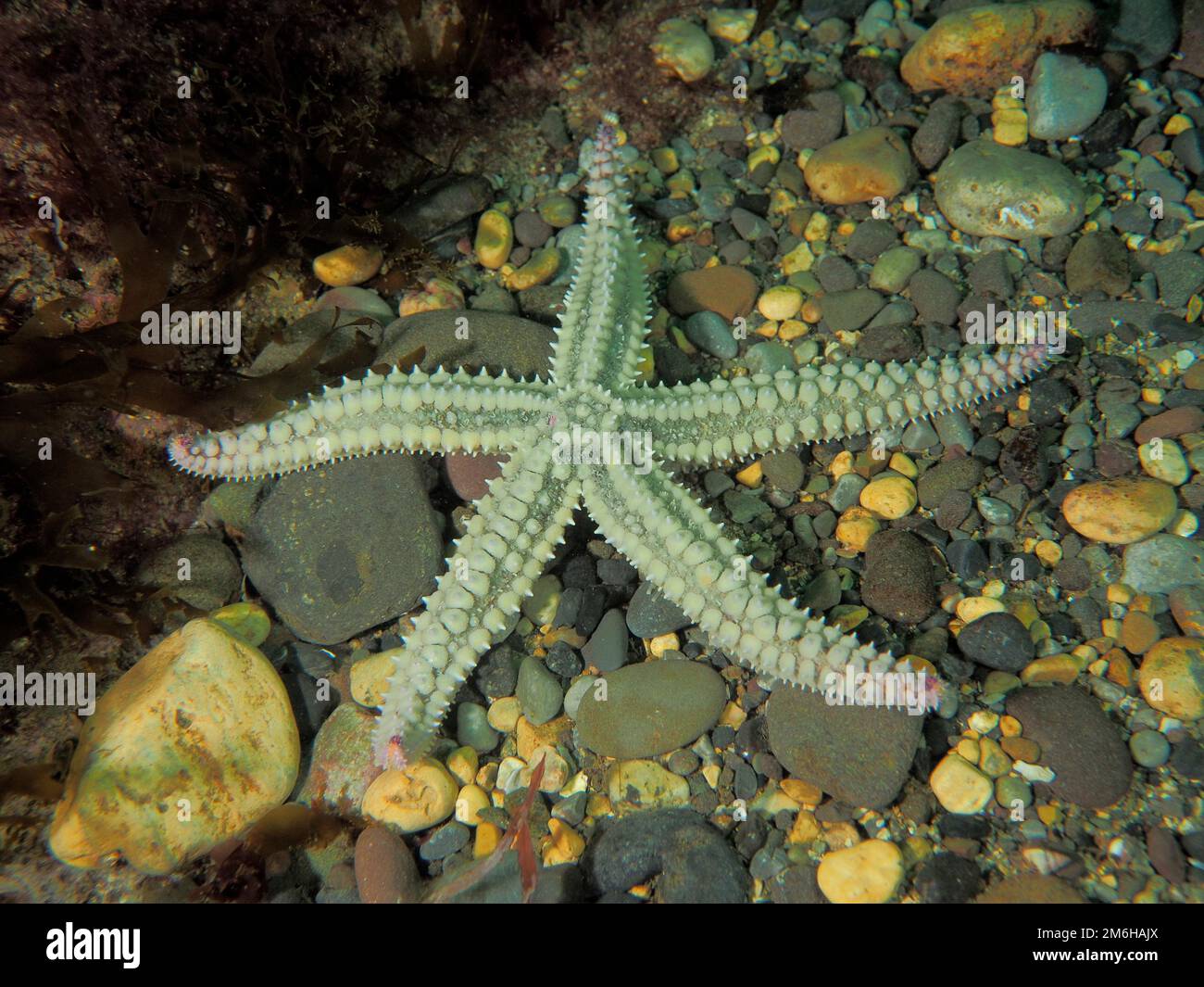 Spiny Starfish (Marthasterias glacialis) . Dive site Maharees Islands ...