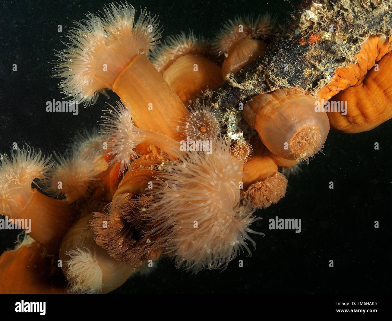 Several clonal plumose anemones (Metridium senile), Rinvyle dive site ...