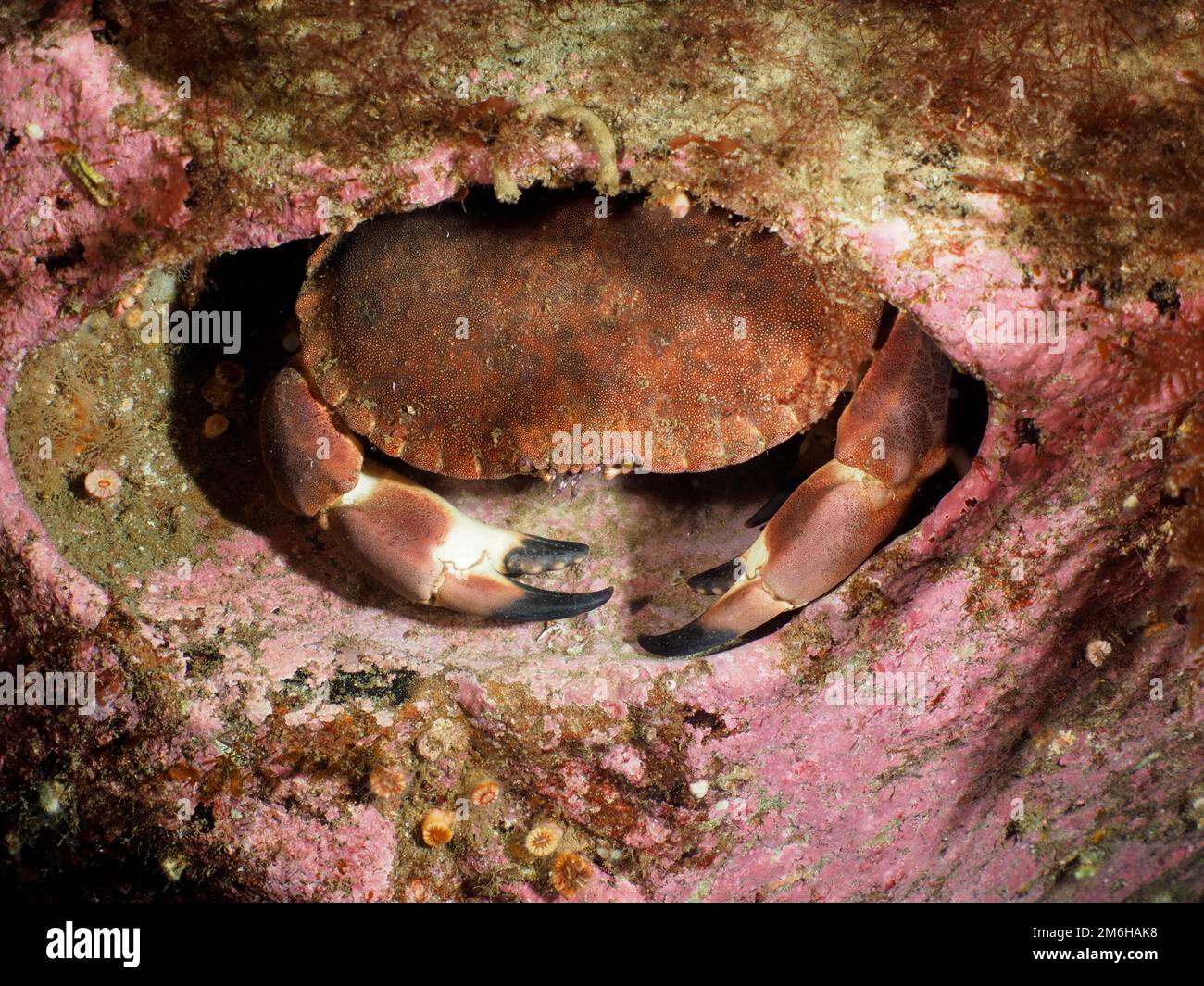 Edible crab (Cancer pagurus) . Mullaghmore Dive Site, Co. Sligo, Irish ...