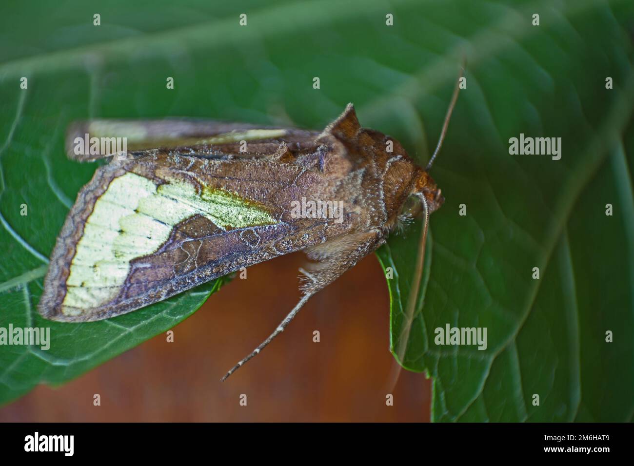 The Golden Plusia (Thysanoplusia orichalcea) or Goldwing targets a wide ...