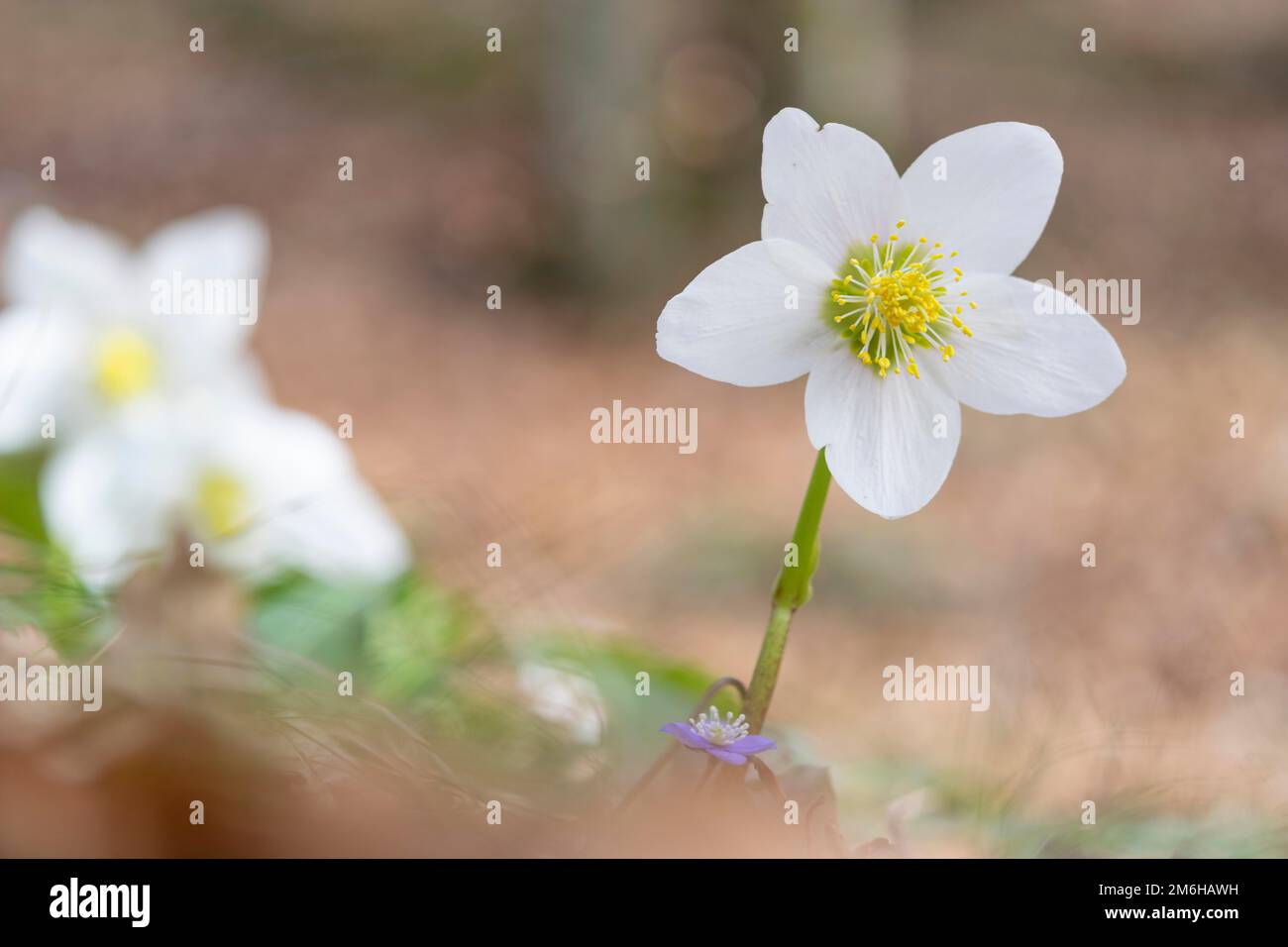 Snow lily (Helleborus niger), Ebenau, Salzburg, Austria Stock Photo - Alamy