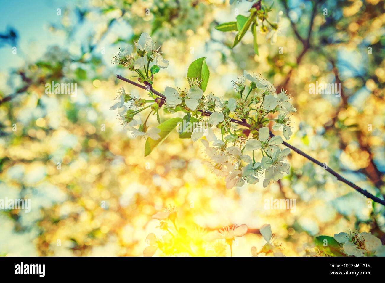view on branch of cherry tree with blossoming flowers in morning ...
