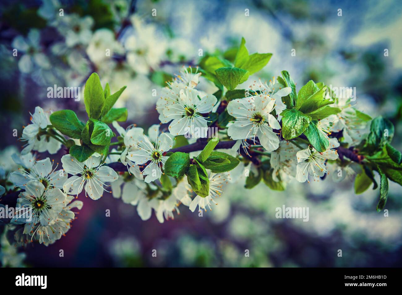 view on branch of cherry tree with white blossoming flowers instagram ...