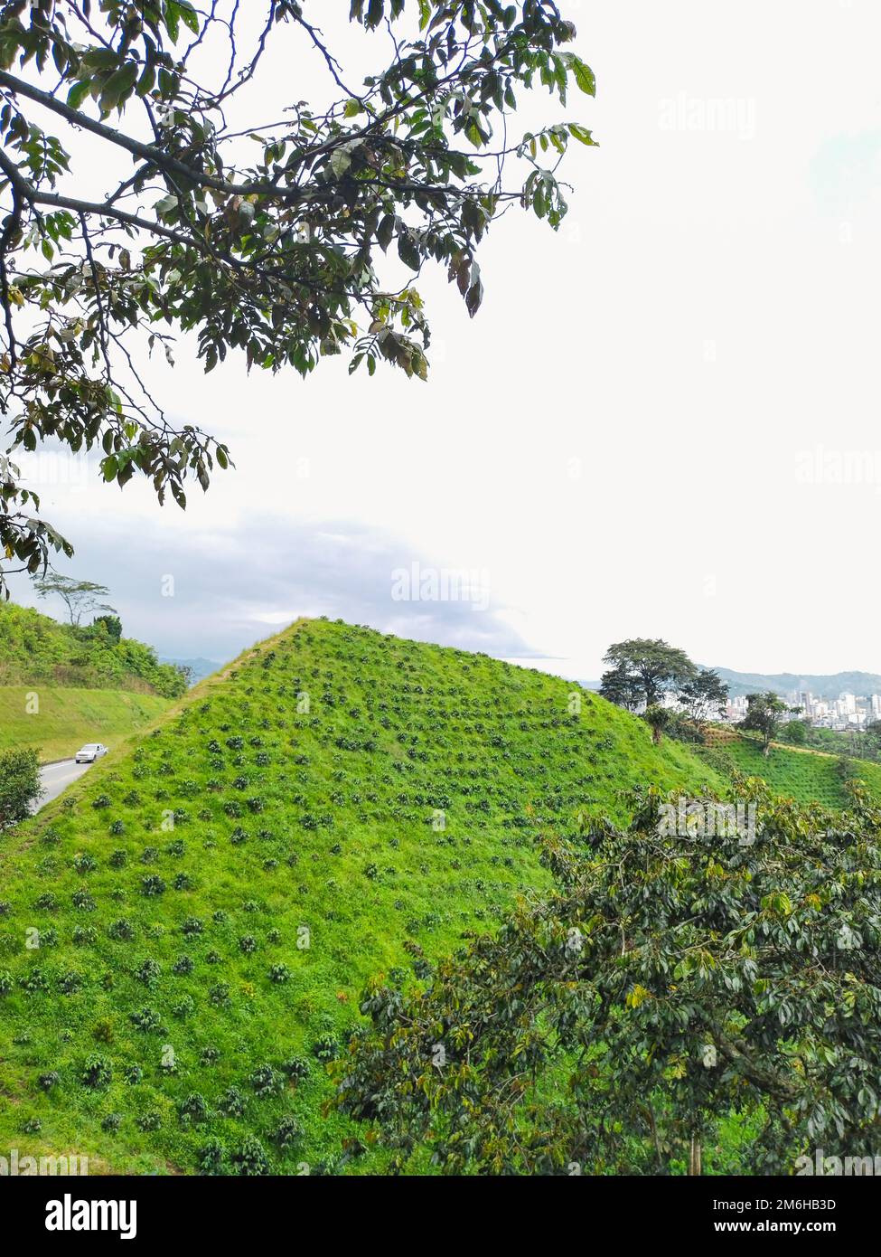 typical colombian coffee landscape, coffee plantation on a mountainside ...