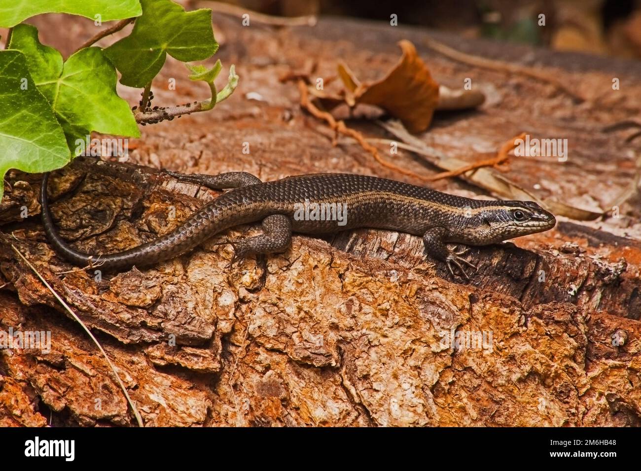 Speckled Rock Skink (Trachylepis punctatissima) basking on a log Stock ...