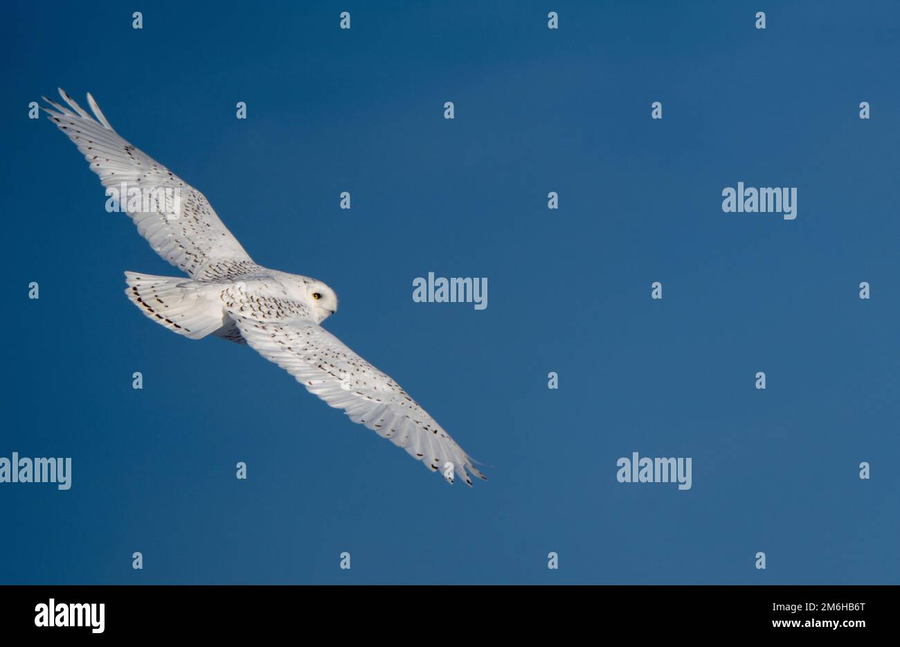 Snowy Owl Canada Stock Photo - Alamy