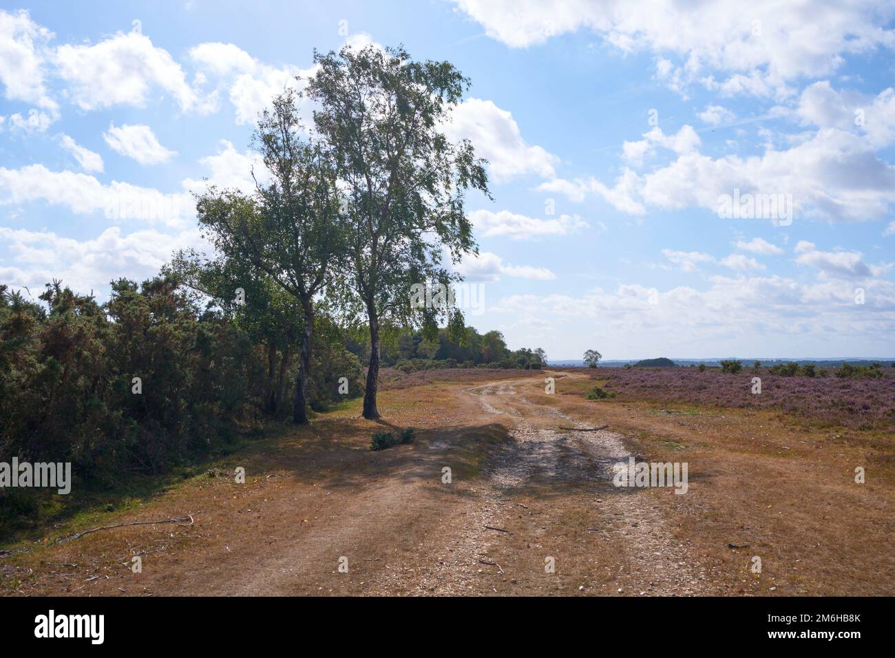 A path over the heath in the New Forest at Fritham, Lyndhurst Stock ...