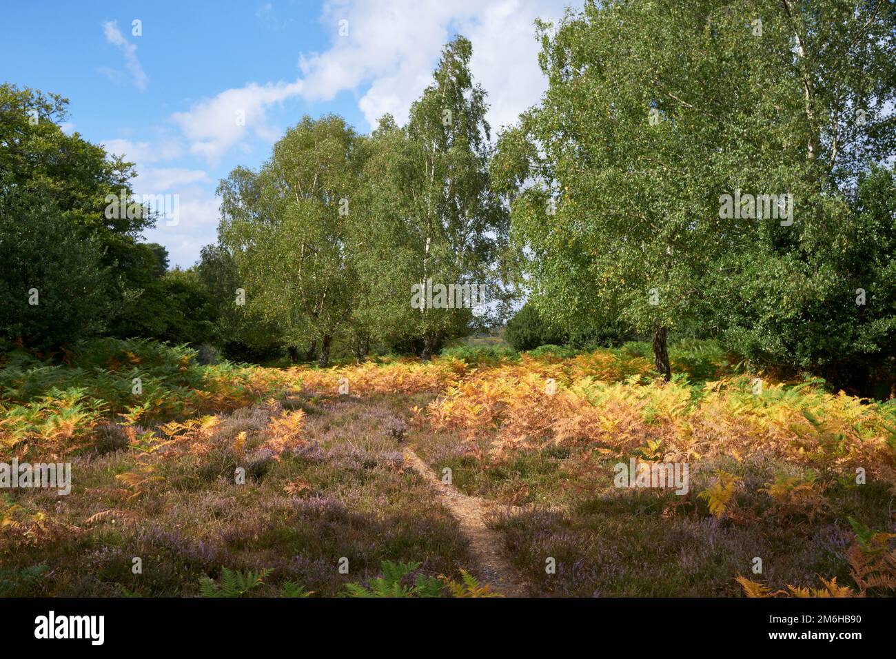 A path over the heath in the New Forest at Fritham, Lyndhurst Stock ...