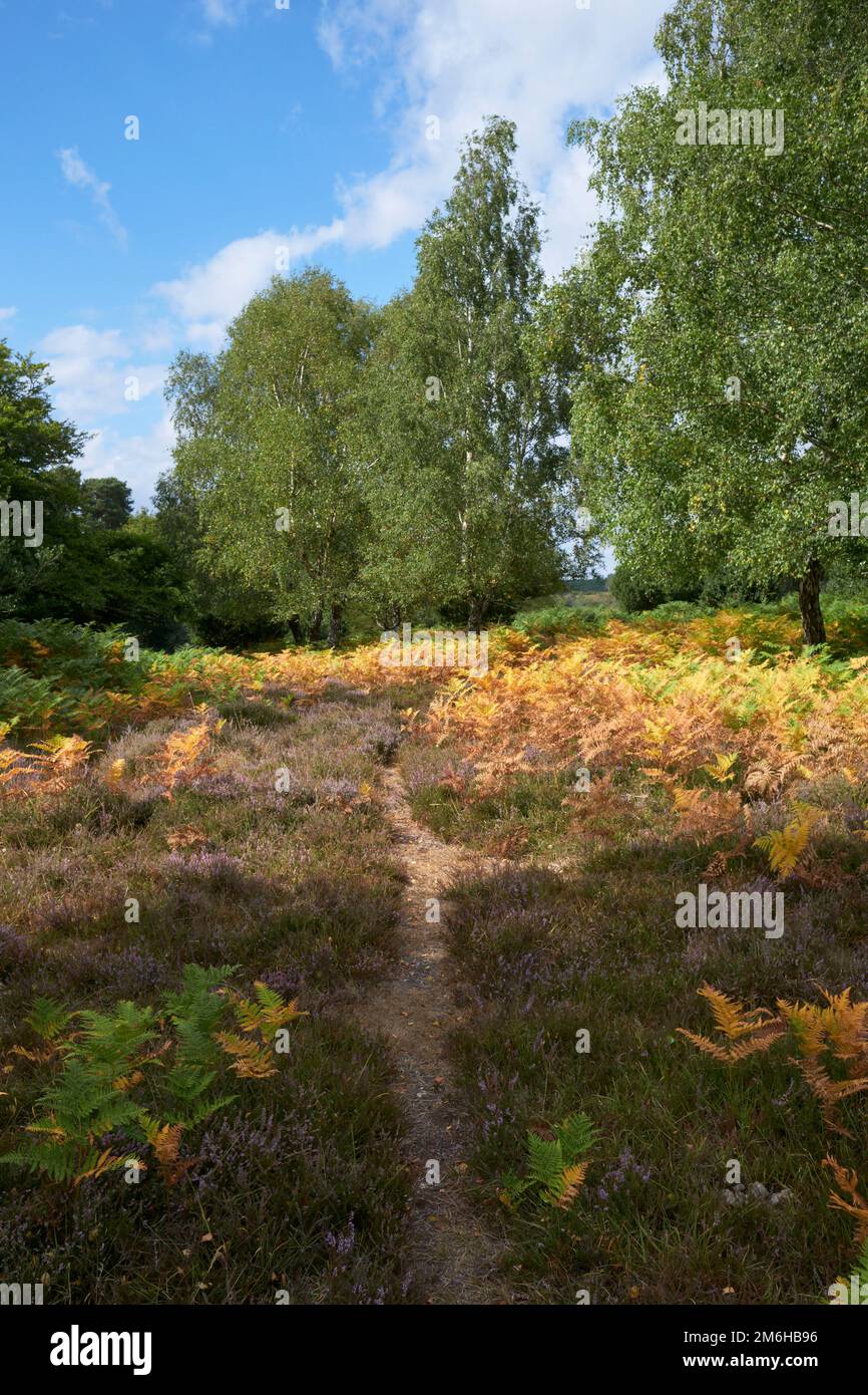 A path over the heath in the New Forest at Fritham, Lyndhurst Stock ...