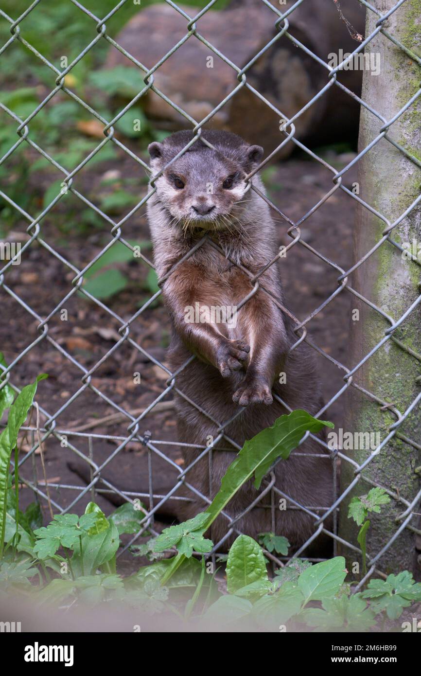 an otter pokes it's face through a wire fence Stock Photo - Alamy