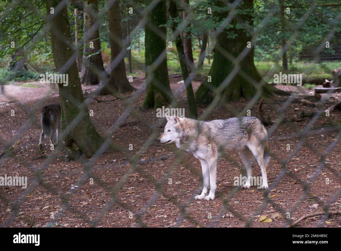 Captive wolves look dejected in their enclosure in the woodland Stock ...