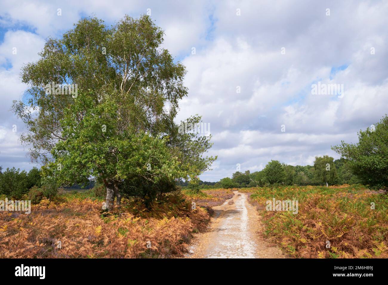 A path over the heath in the New Forest at Fritham, Lyndhurst Stock ...