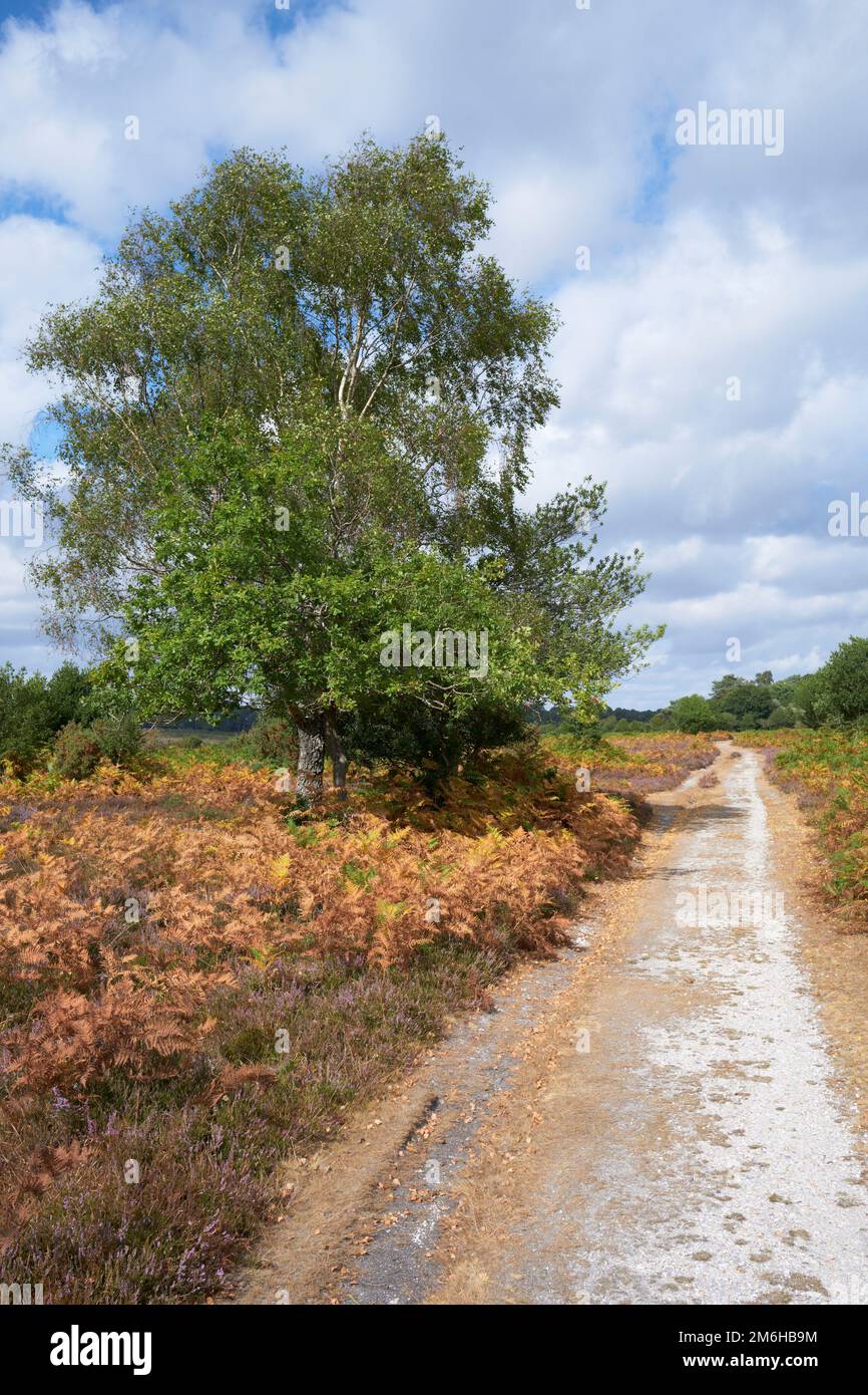 A path over the heath in the New Forest at Fritham, Lyndhurst Stock ...
